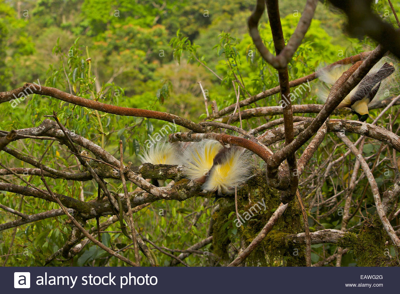 Birds Of Paradise Papua New Guinea Stock Photos & Birds Of Paradise ...