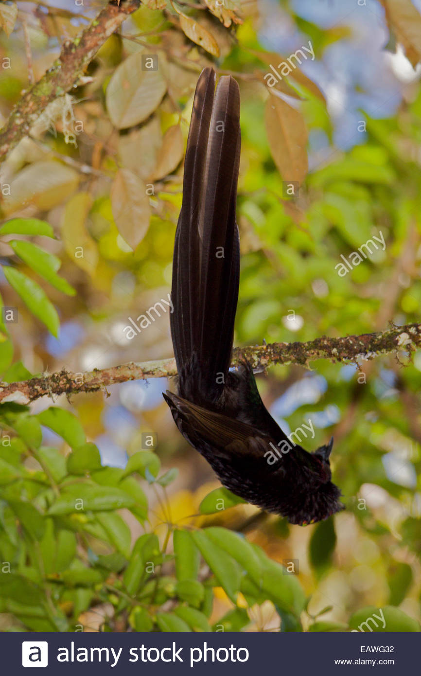 Astrapia Papua New Guinea Stock Photos & Astrapia Papua New Guinea ...