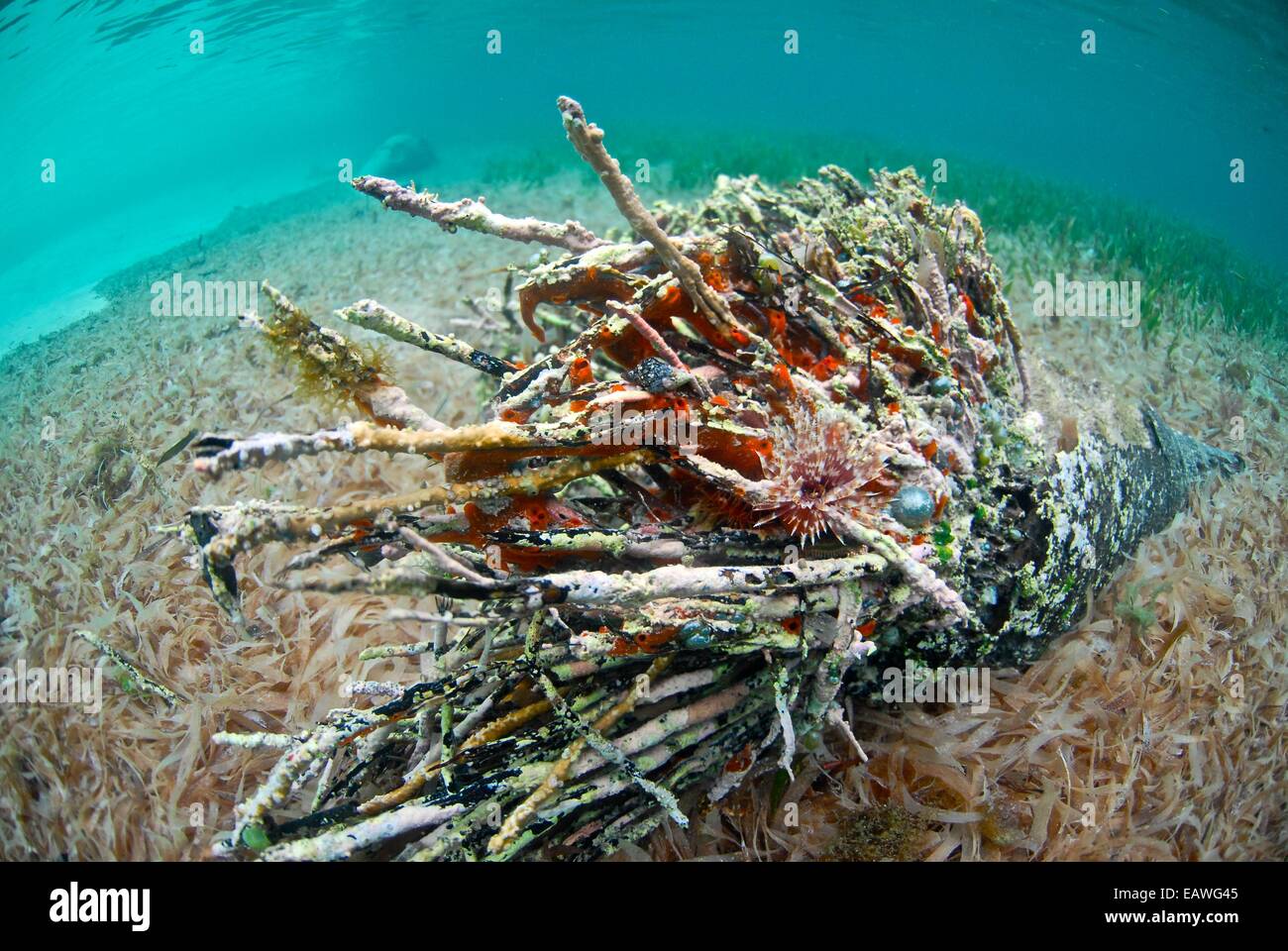 Underwater view of an old tree log covered with marine fauna Stock ...