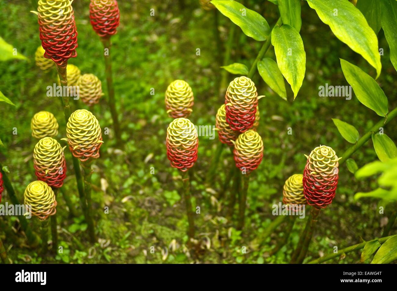 Beehive ginger flowers (Zingiber spectabilis)at El Valle de Anton Stock ...