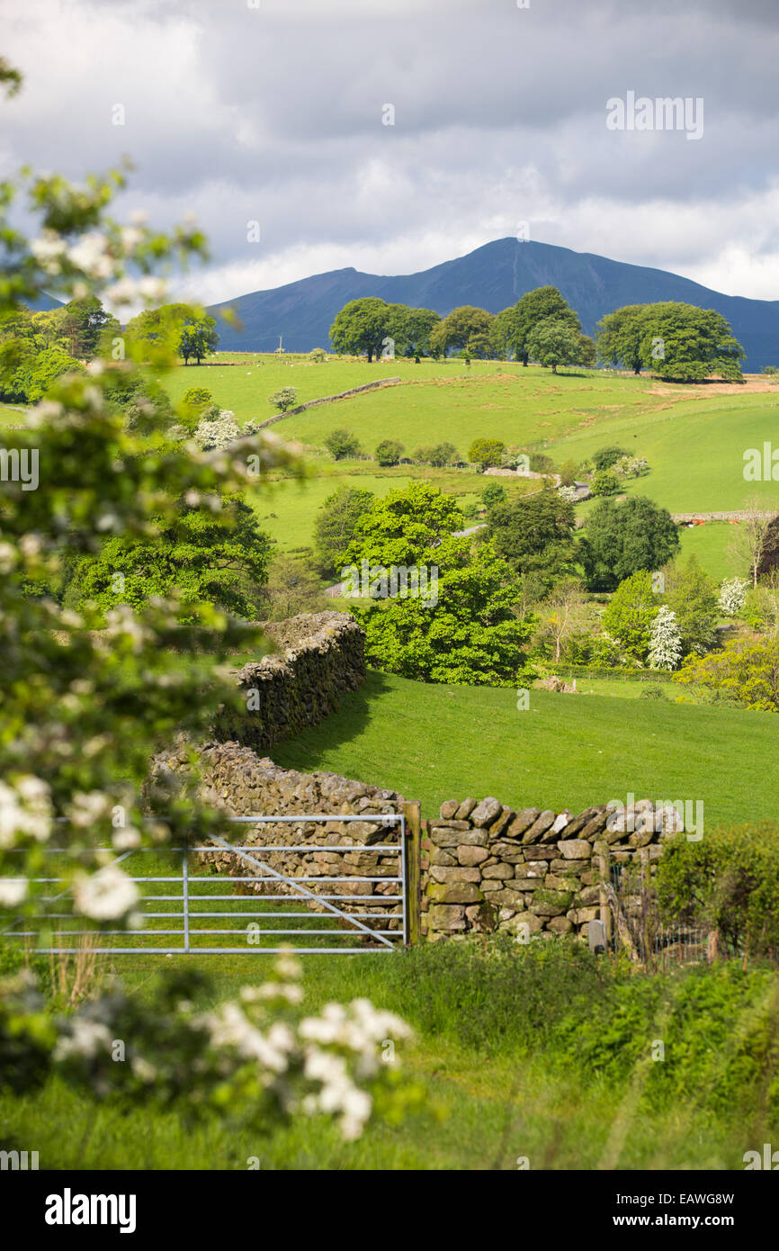 Lake district countryside near Keswick, Cumbria, UK Stock Photo - Alamy