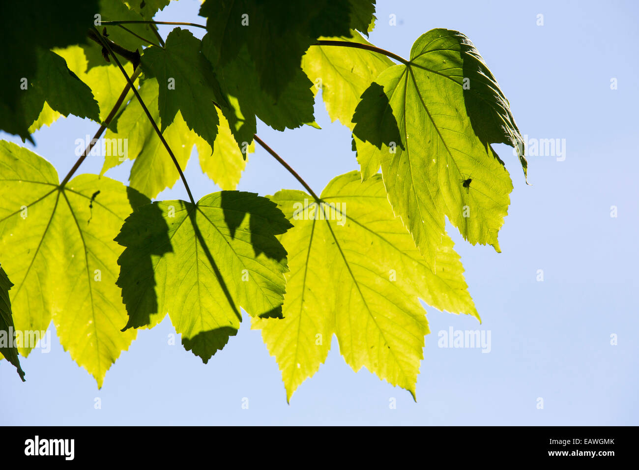 Sycamore leaves in spring Stock Photo - Alamy