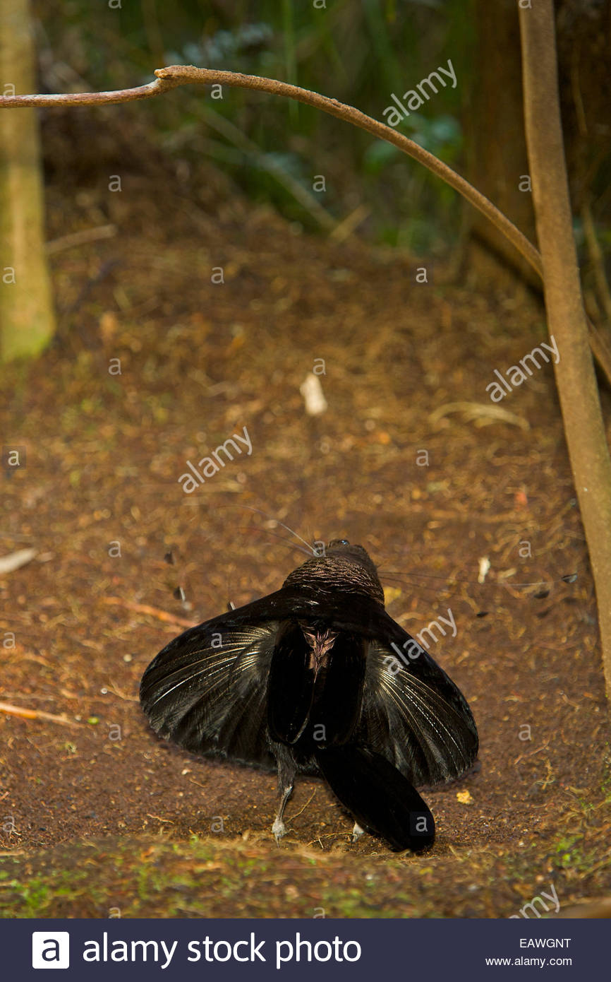 Parotia Sefilata High Resolution Stock Photography and Images - Alamy