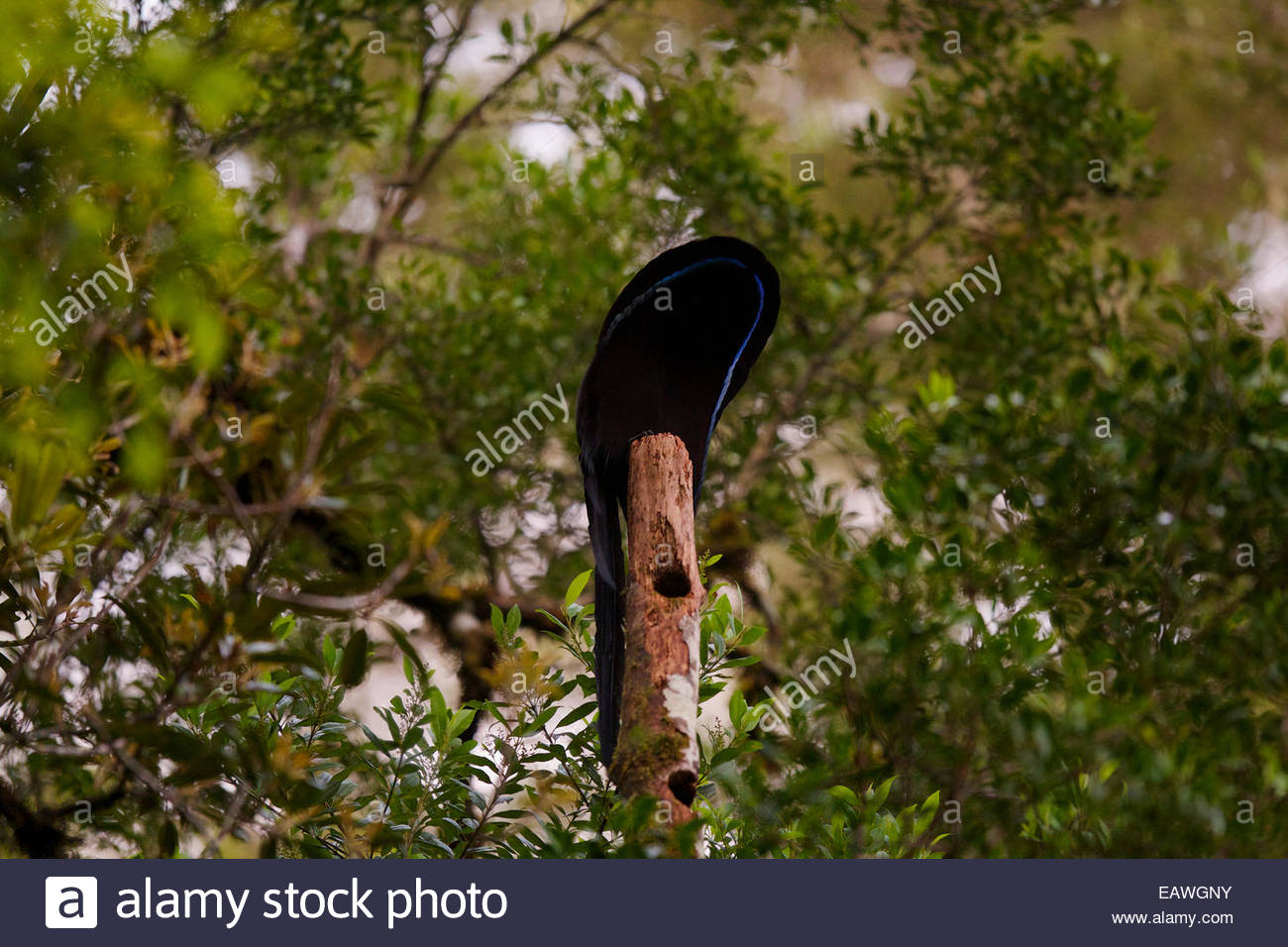 Fastuosus High Resolution Stock Photography and Images - Alamy