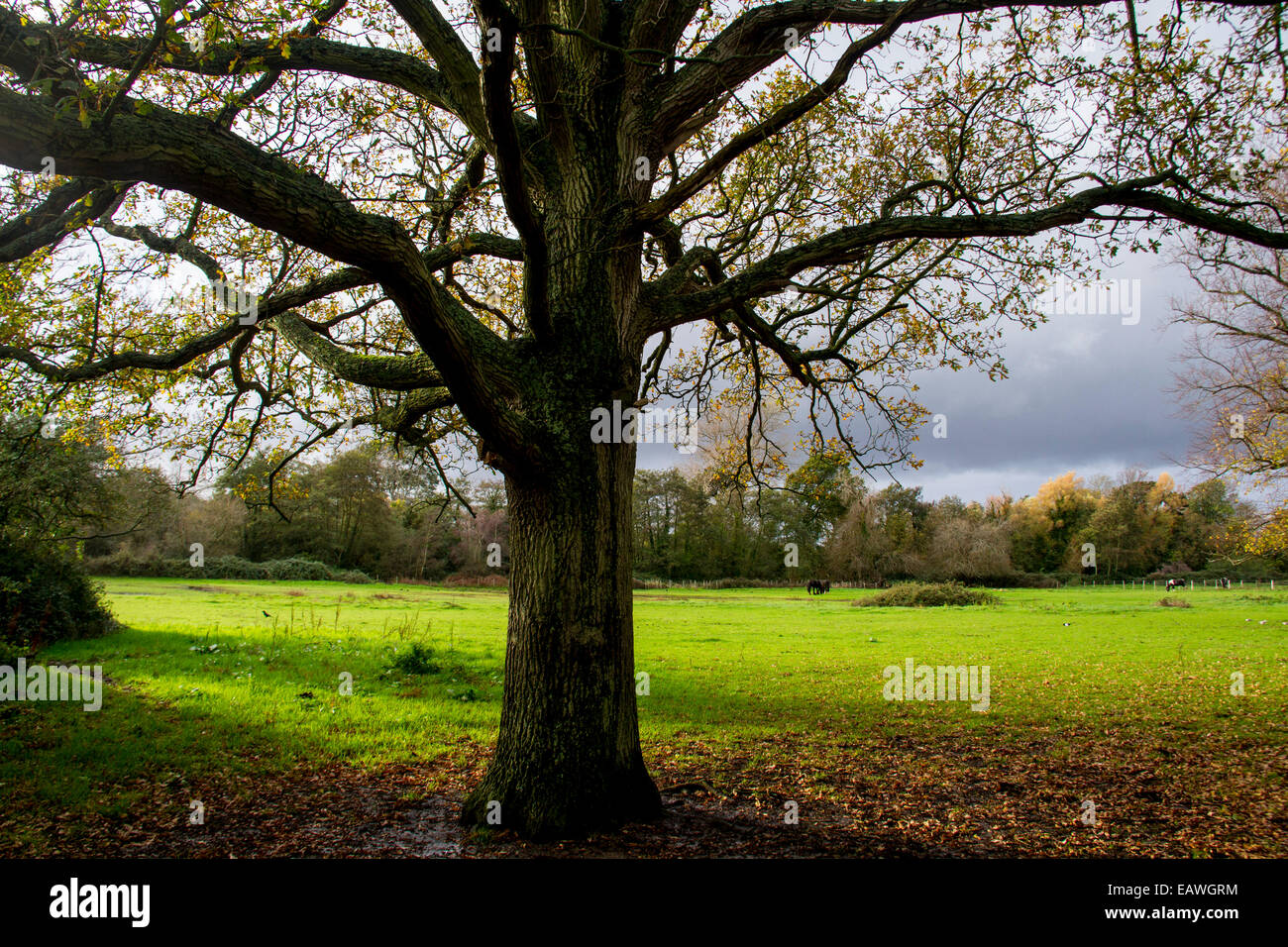 Country Scene Langstone Hampshire Stock Photo - Alamy