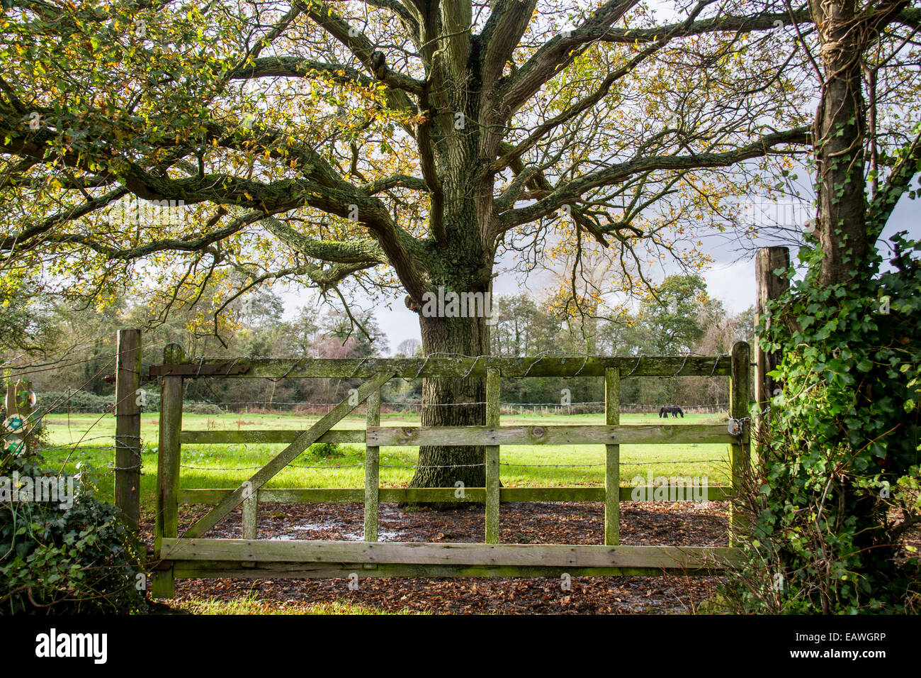 Country Scene Langstone Hampshire Stock Photo - Alamy