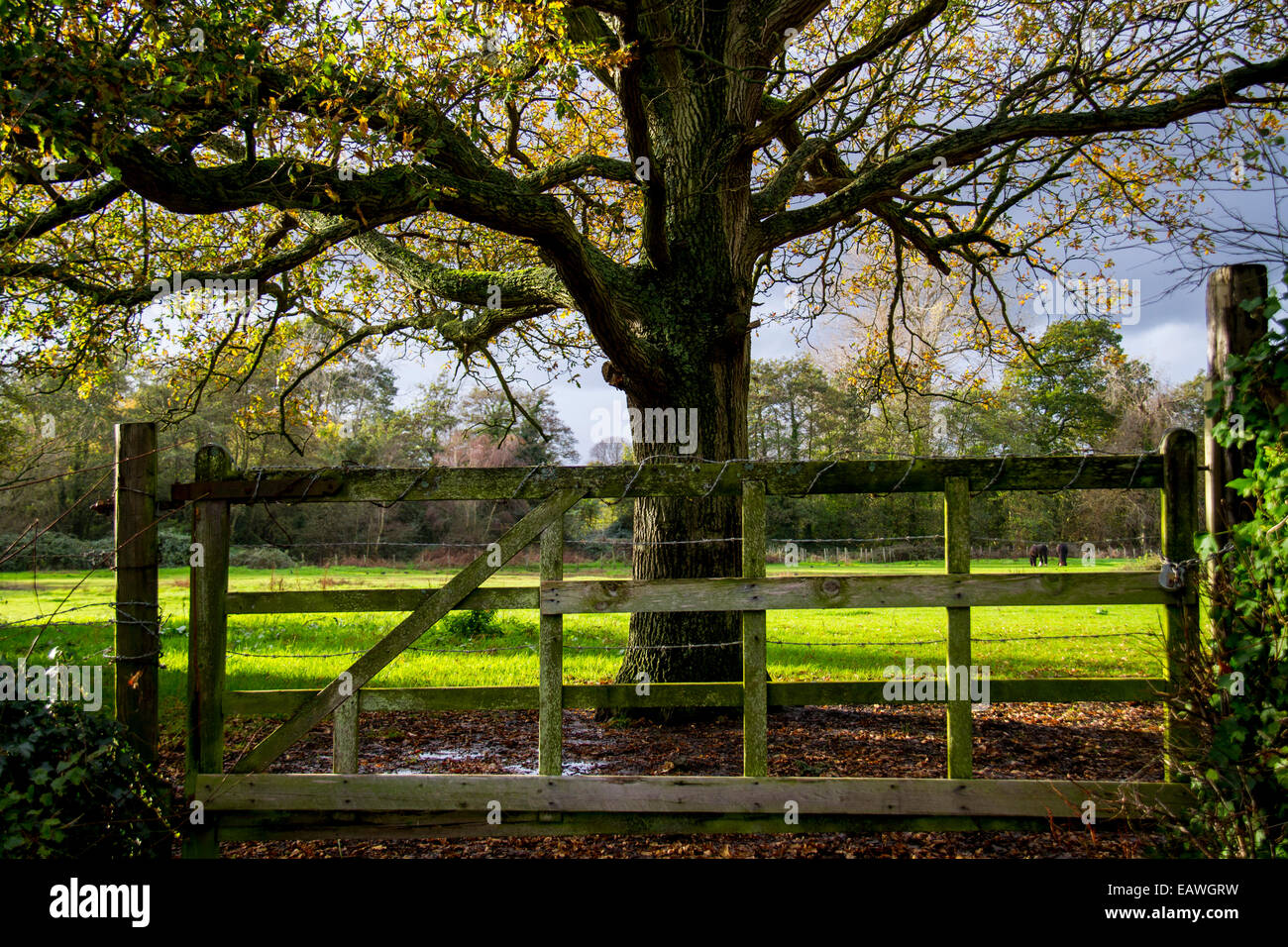 Country Scene Langstone Hampshire Stock Photo - Alamy