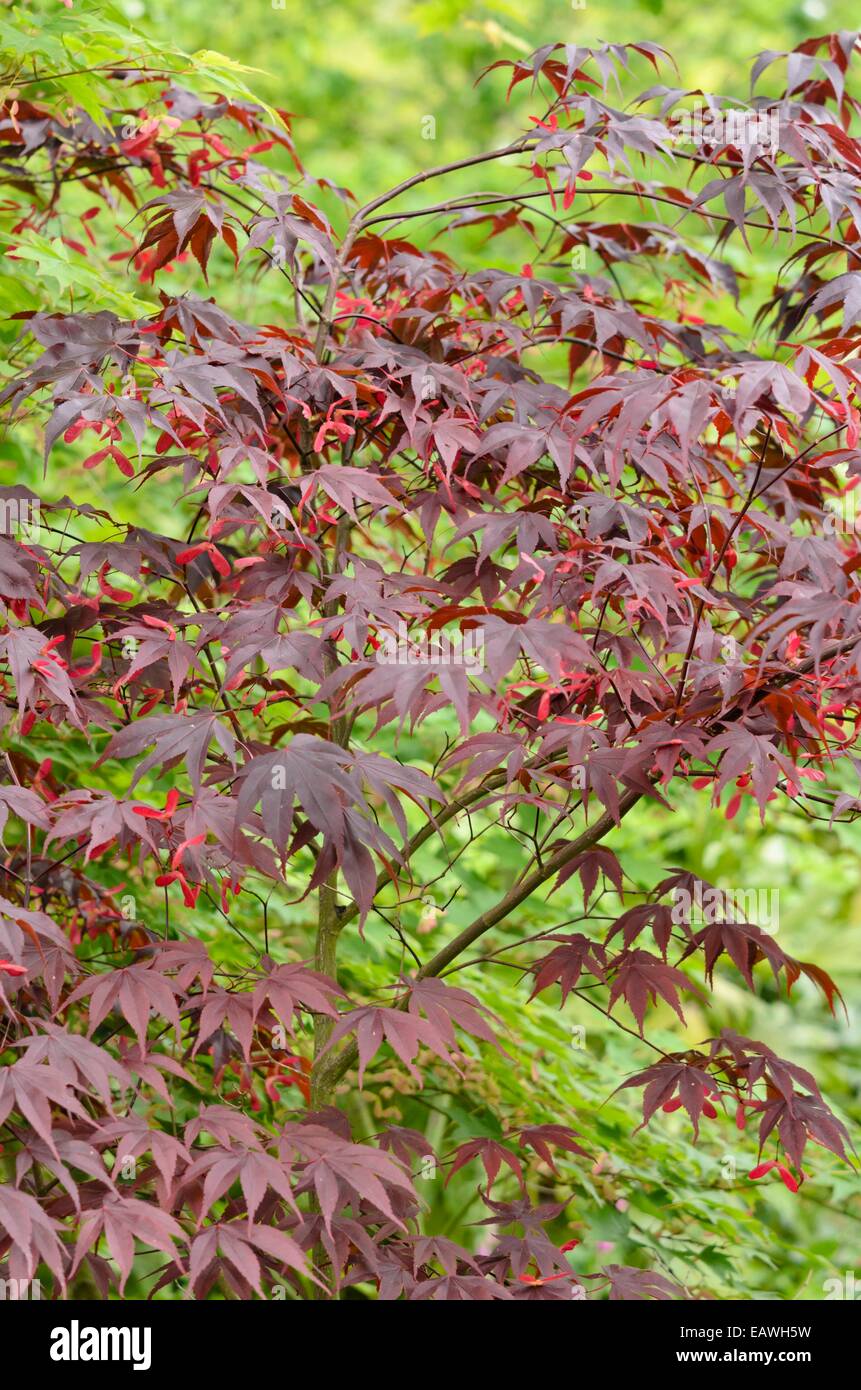 Japanese maple (Acer palmatum 'Bloodgood' Stock Photo - Alamy