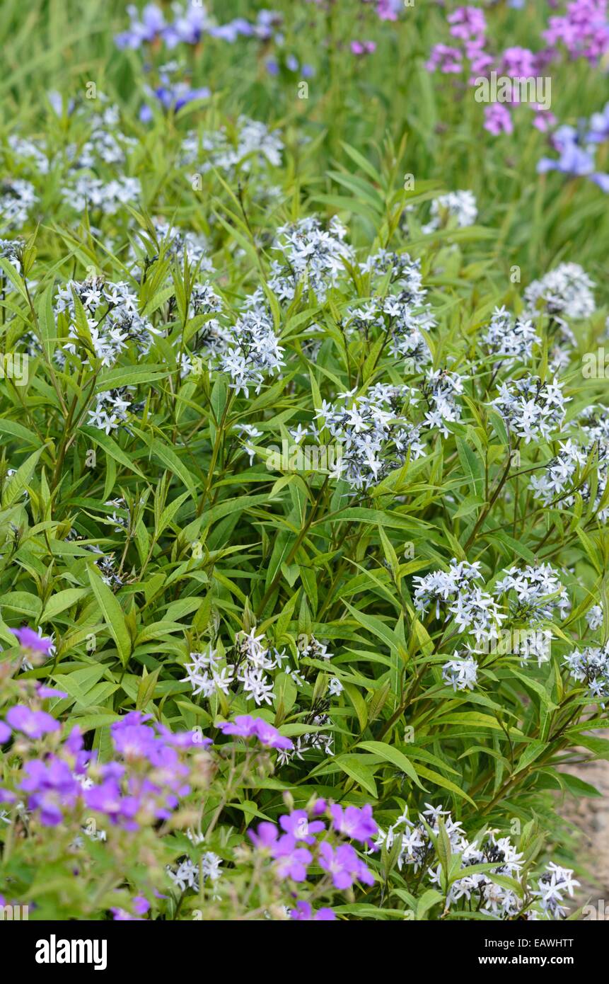 Eastern blue star (Amsonia tabernaemontana var. salicifolia Stock Photo ...
