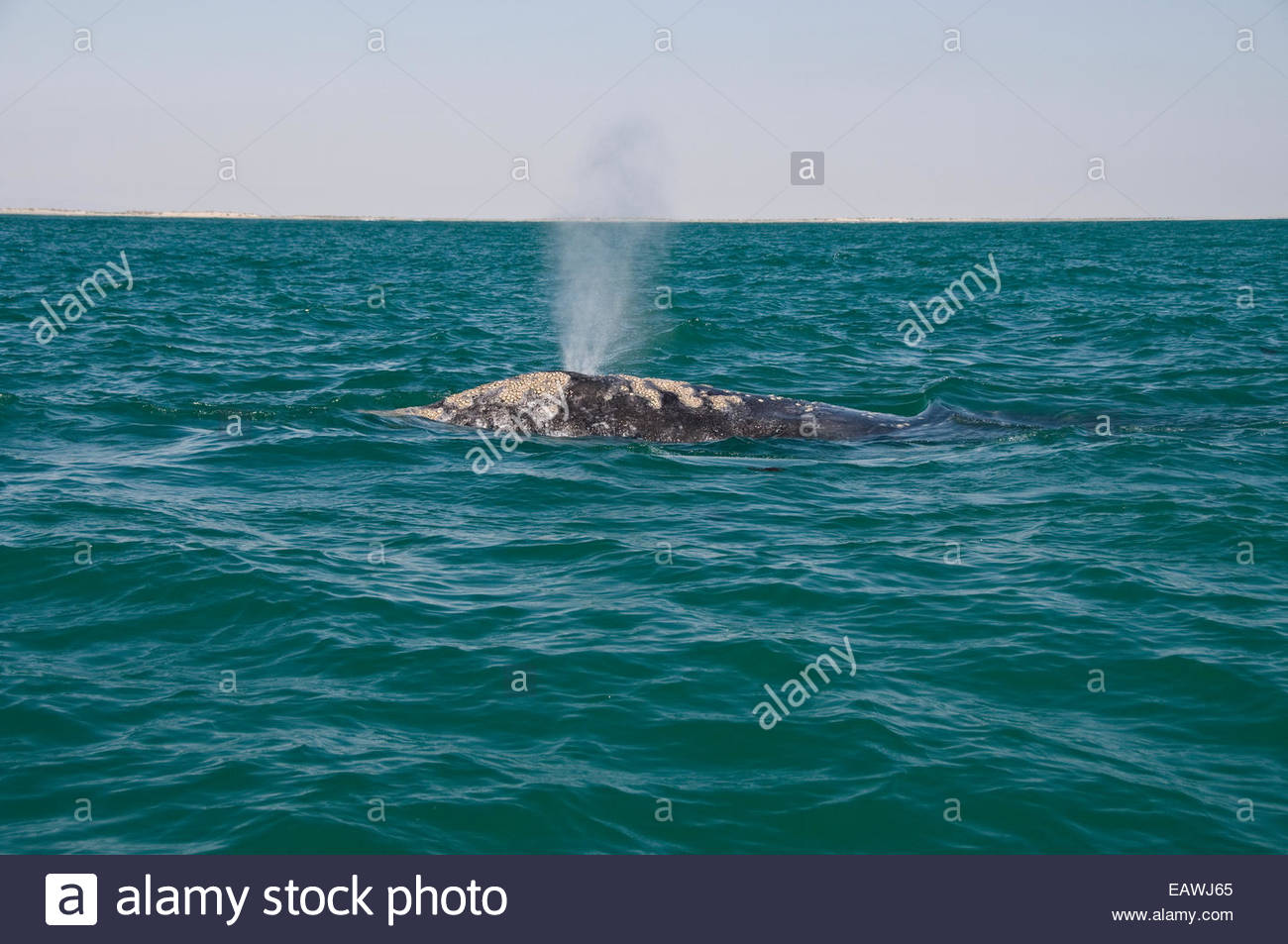 Spouting Blue Whale High Resolution Stock Photography and Images - Alamy