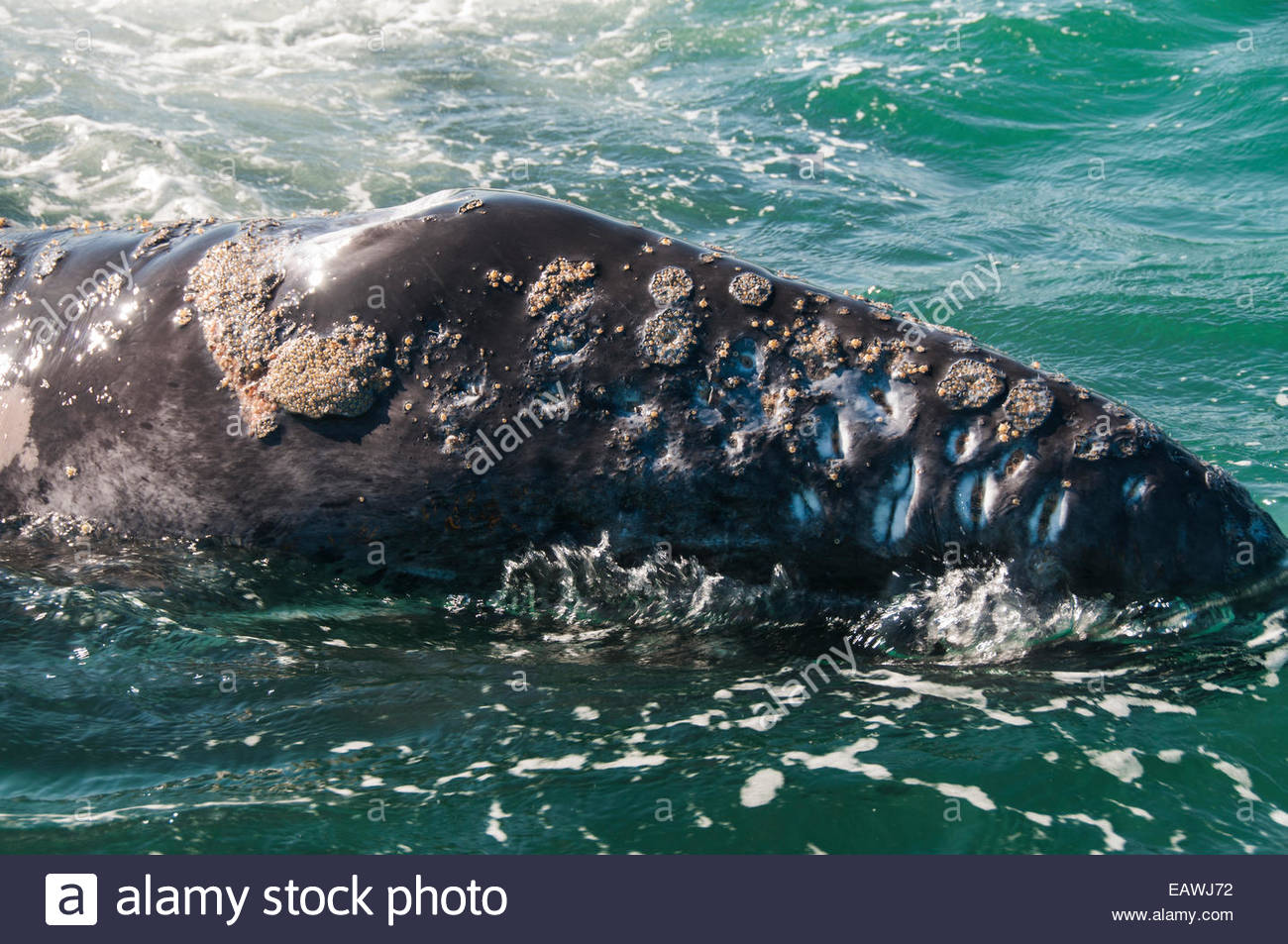 Barnacle Whale Stock Photos & Barnacle Whale Stock Images - Alamy
