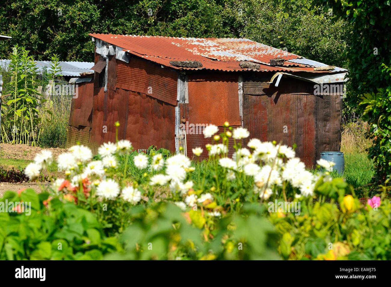 A sheet metal hut in a garden with flowers in the foreground Stock ...