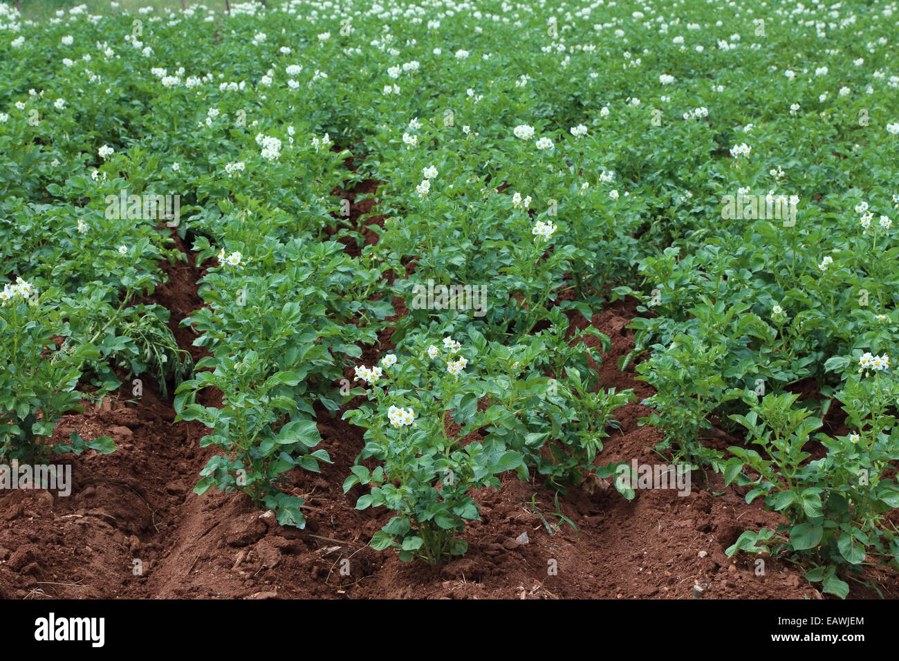 Potato cultivation Karnataka, India Stock Photo - Alamy