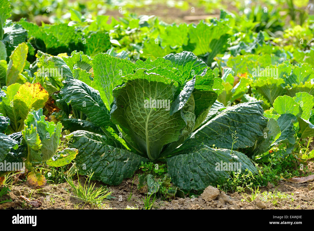 Organic Cabbage Garden Stock Photo - Alamy