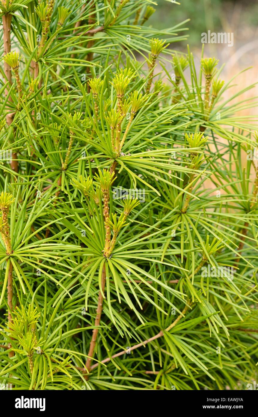 Umbrella pine tree hi-res stock photography and images - Alamy