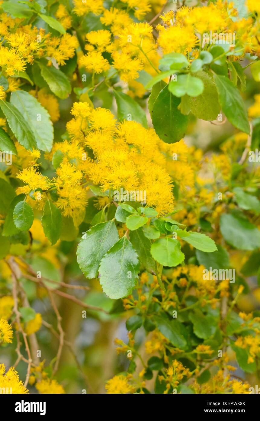 Saw-toothed azara (Azara serrata 'Andes Gold' Stock Photo - Alamy