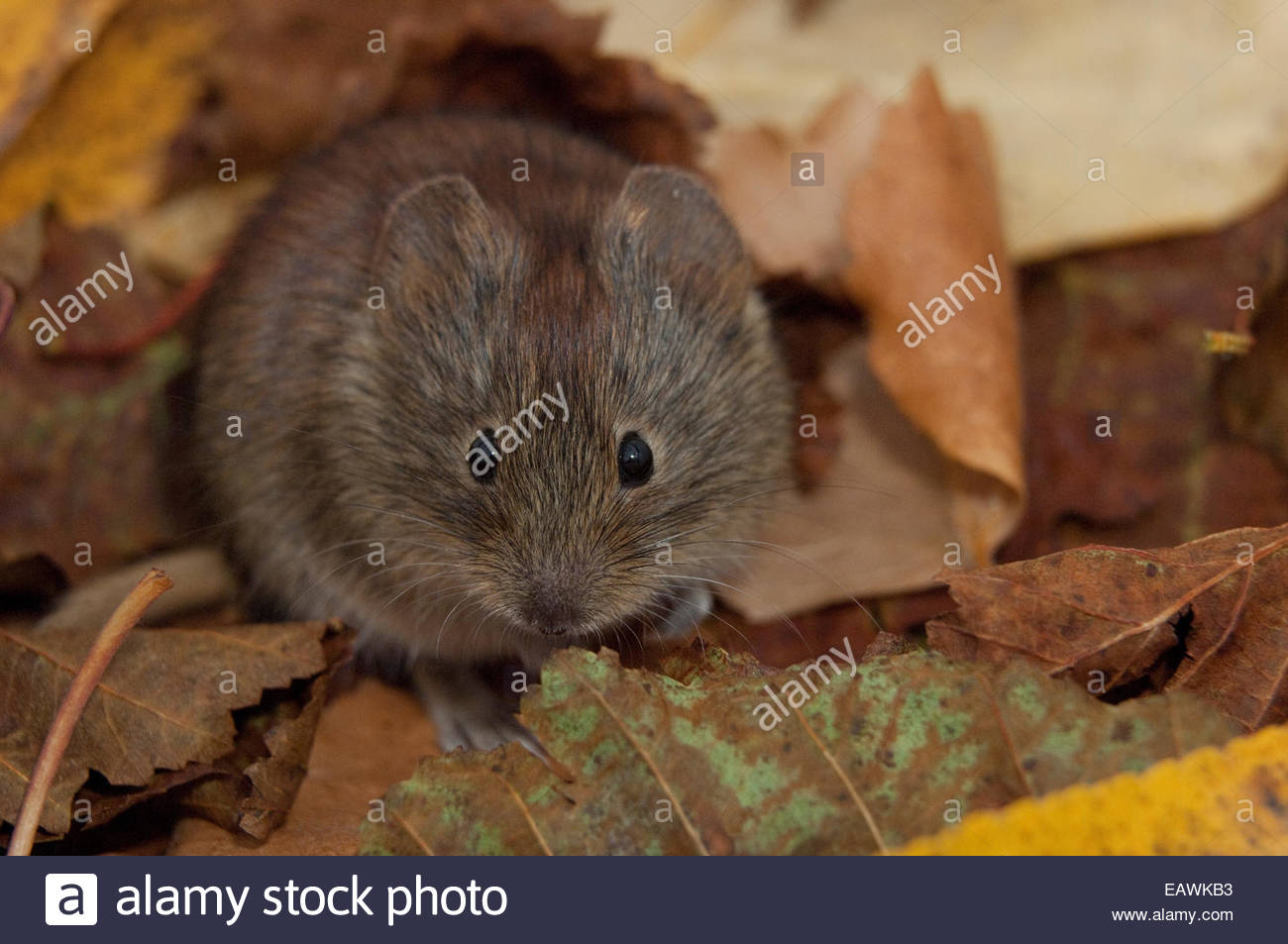 Red Backed Vole Stock Photos & Red Backed Vole Stock Images - Alamy