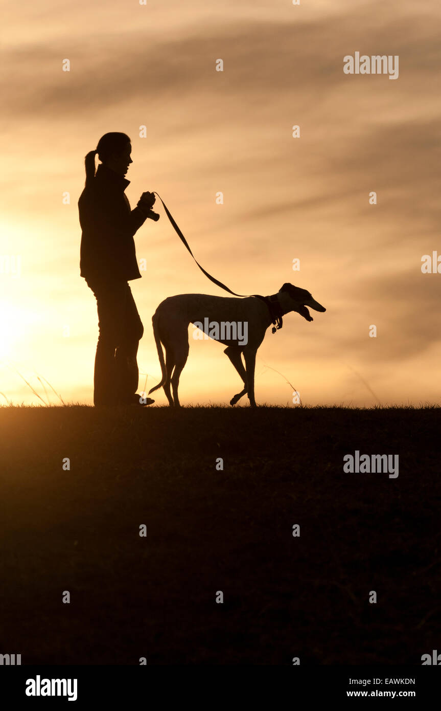 Retired greyhound hi-res stock photography and images - Alamy