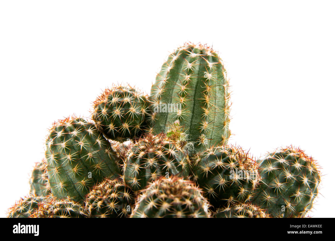 cactus isolated on white background Stock Photo - Alamy