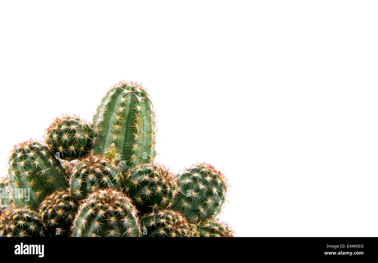 cactus isolated on white background Stock Photo - Alamy