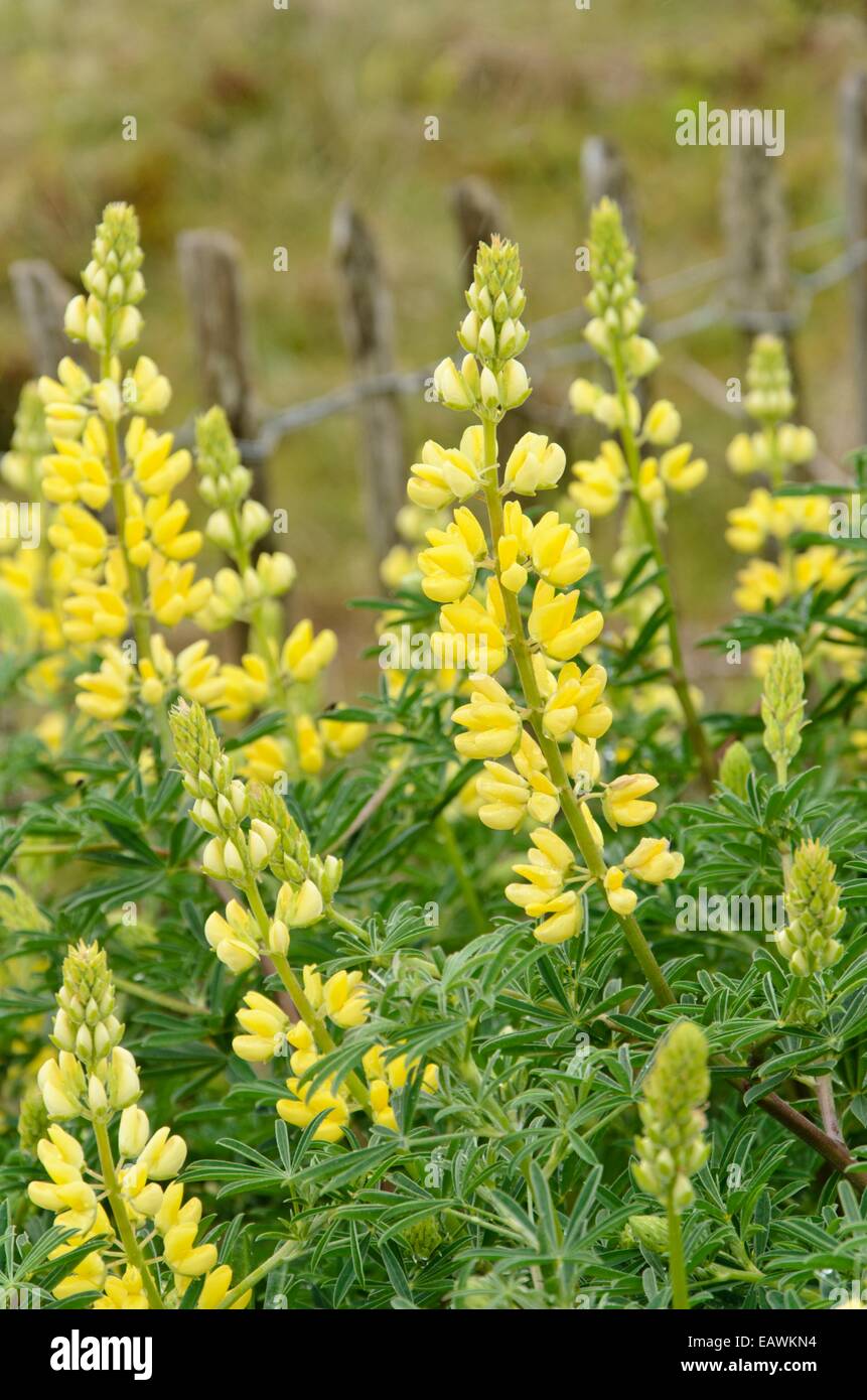 Yellow tree lupin (Lupinus arboreus Stock Photo - Alamy