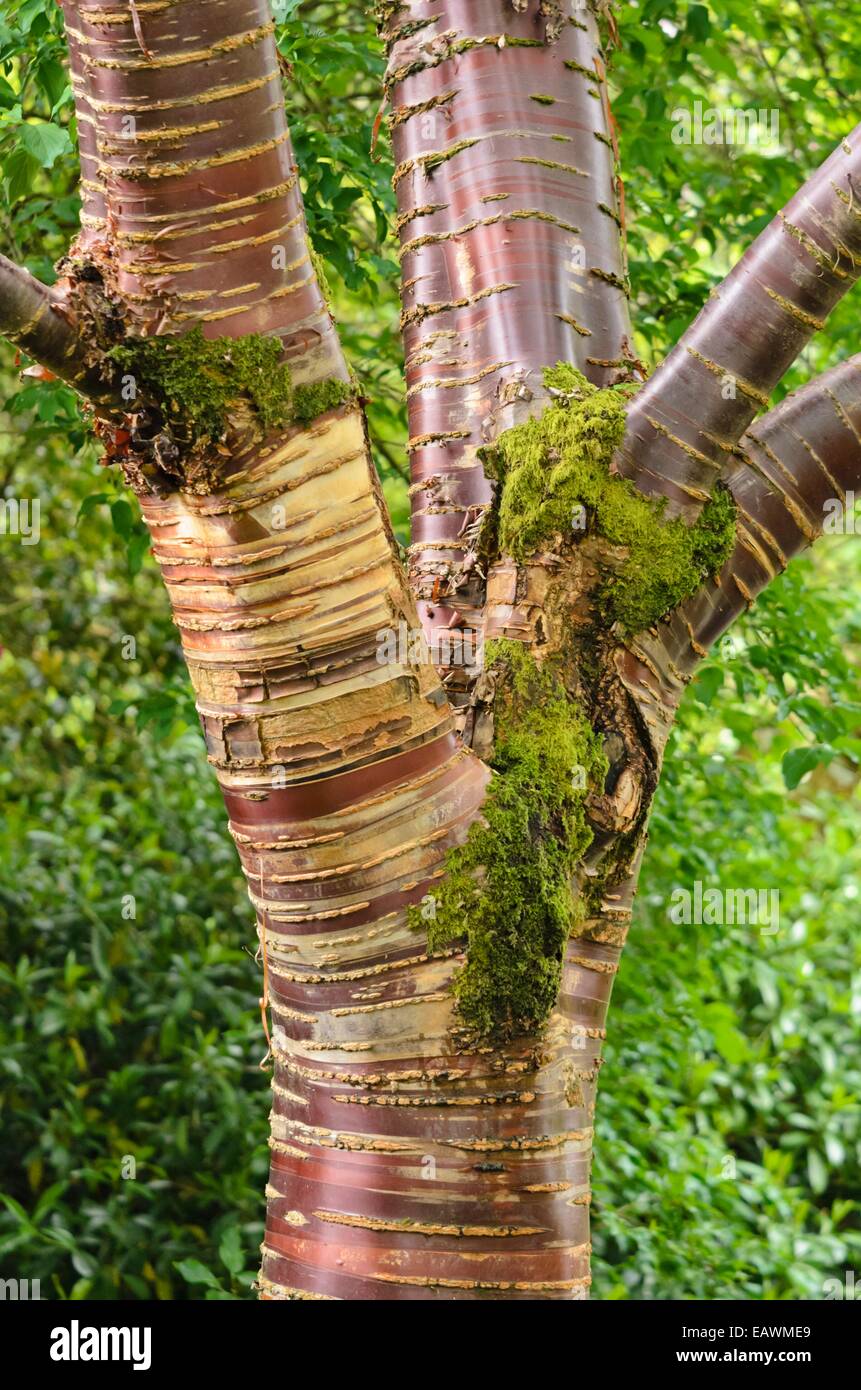 Prunus serrula tree bark hi-res stock photography and images - Alamy