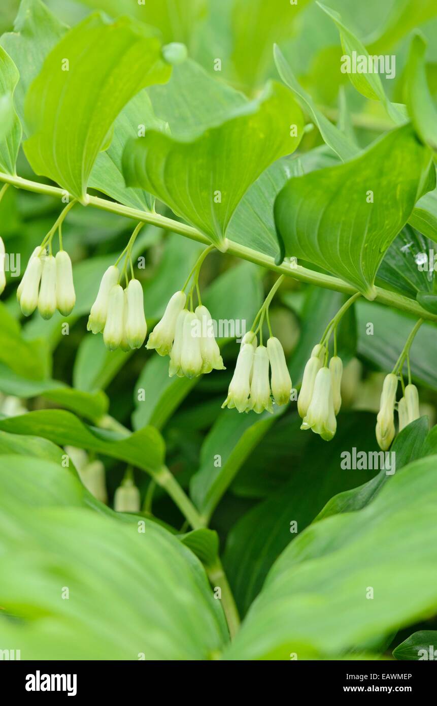 Smooth Solomon's seal (Polygonatum biflorum syn. Polygonatum giganteum ...