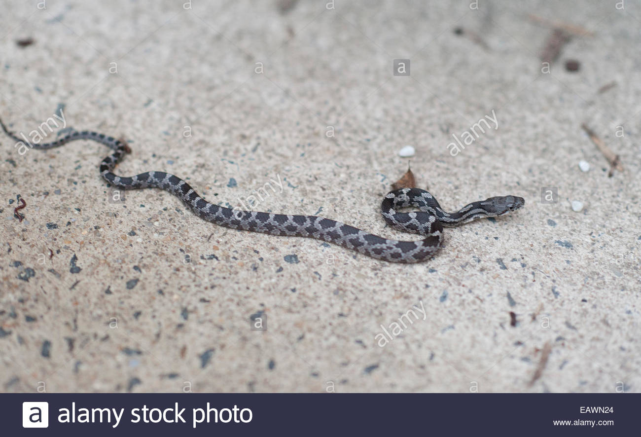 Gray Rat Snake High Resolution Stock Photography and Images - Alamy