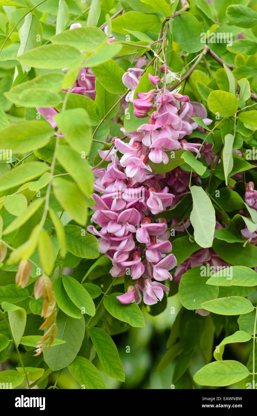 Robinia slavinii hi-res stock photography and images - Alamy