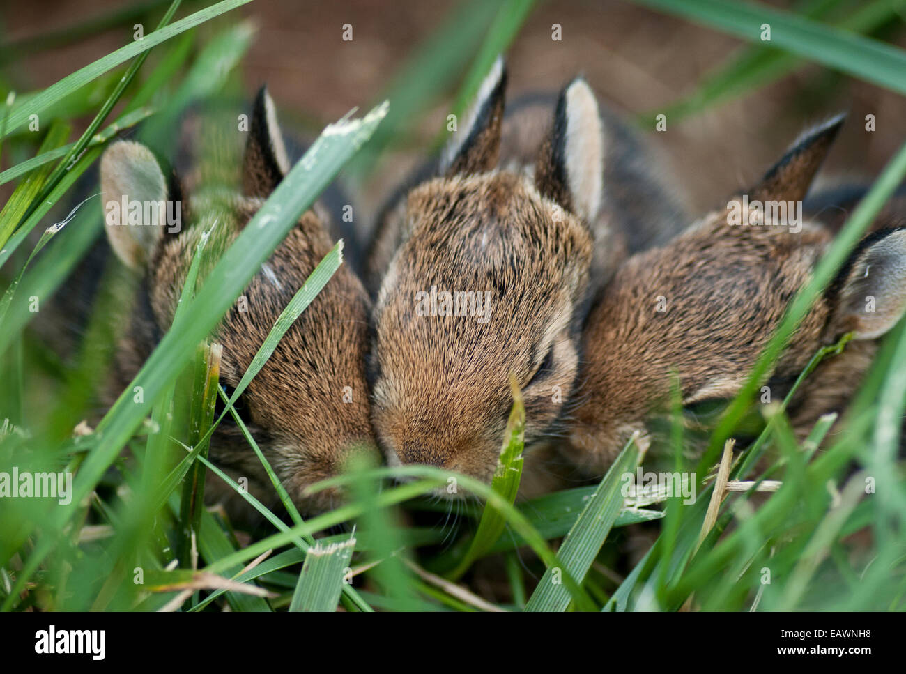 Three baby bunnies hi-res stock photography and images - Alamy