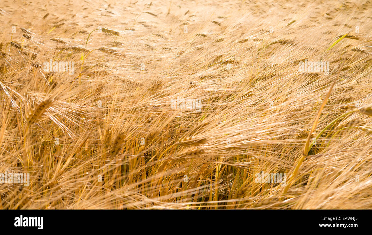 barley field texture and sunlight on field Stock Photo - Alamy