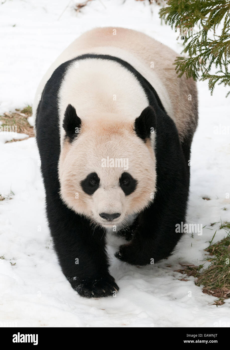 Panda bear hi-res stock photography and images - Alamy