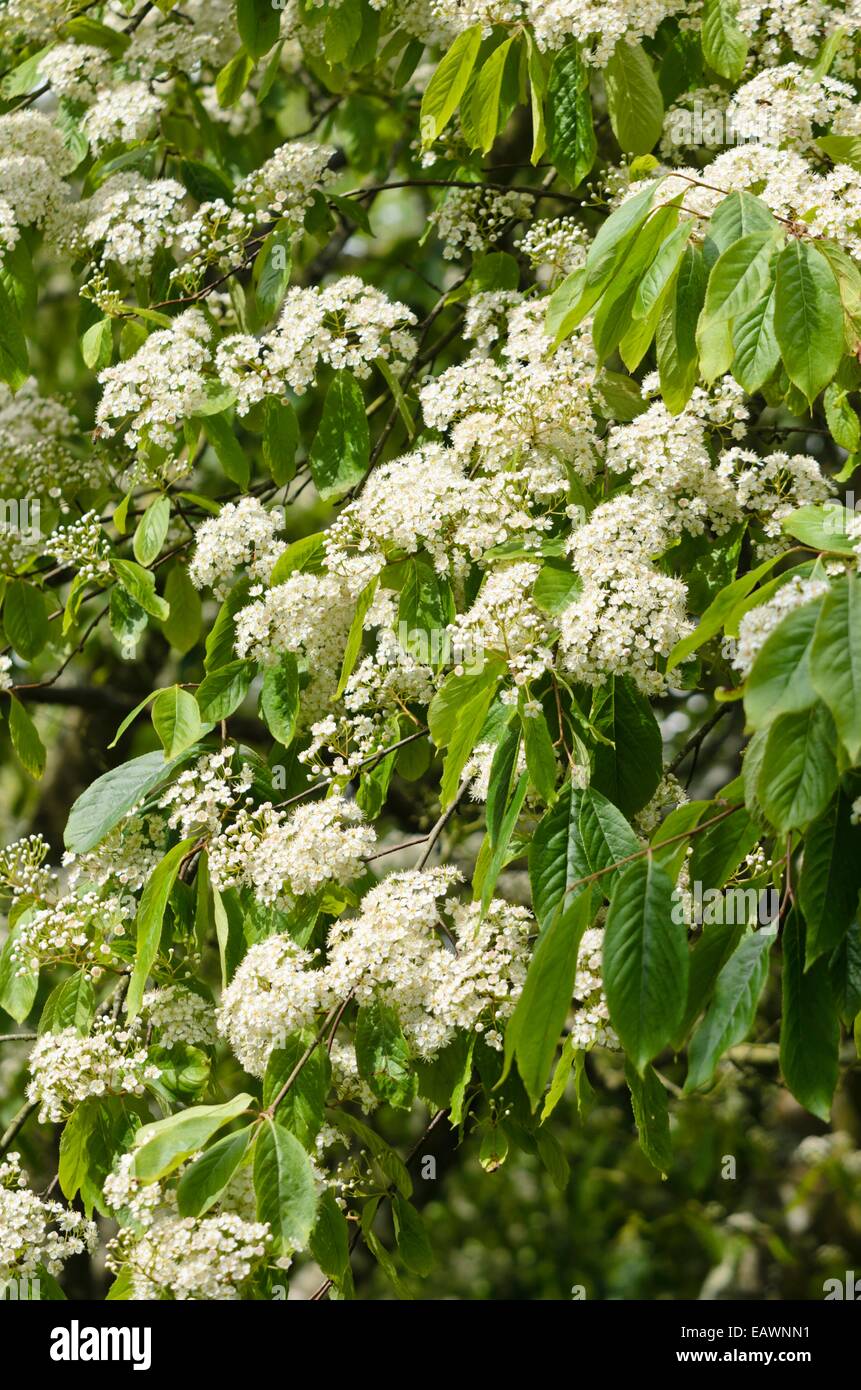 Notabilis hi-res stock photography and images - Alamy