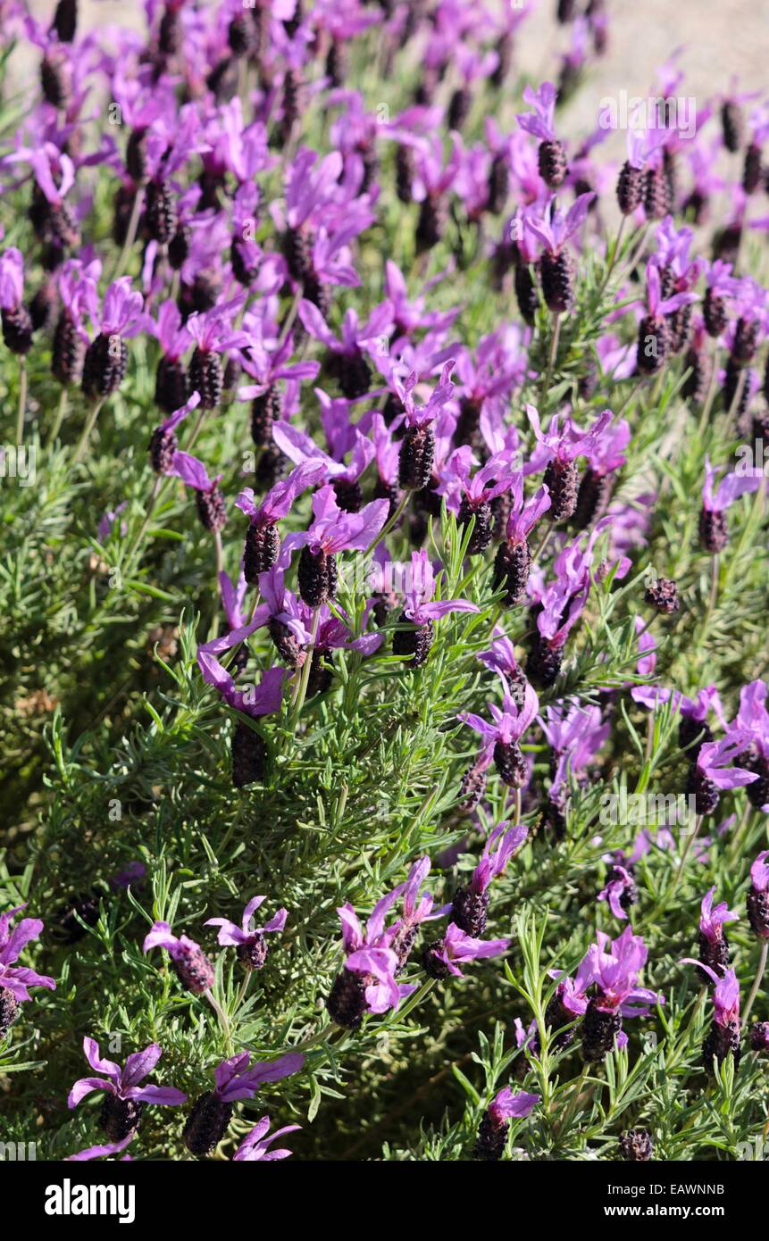 Topped lavender (Lavandula stoechas 'Victory' Stock Photo - Alamy