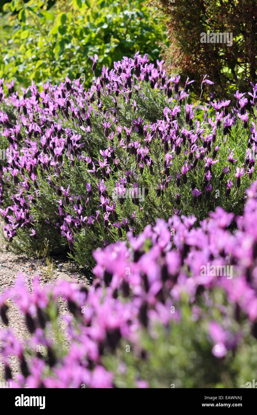 Topped lavender (Lavandula stoechas 'Victory' Stock Photo - Alamy