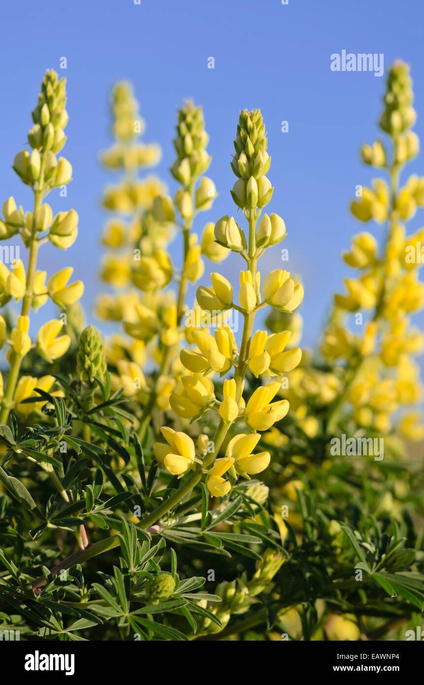 Yellow tree lupin (Lupinus arboreus Stock Photo - Alamy