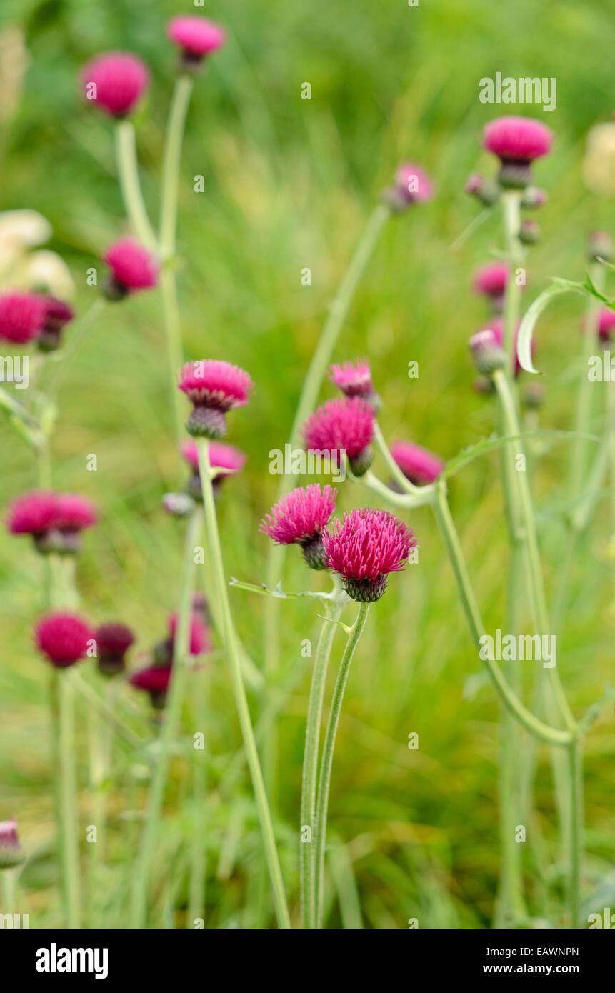 Brook thistle (Cirsium rivulare 'Atropurpureum' Stock Photo - Alamy