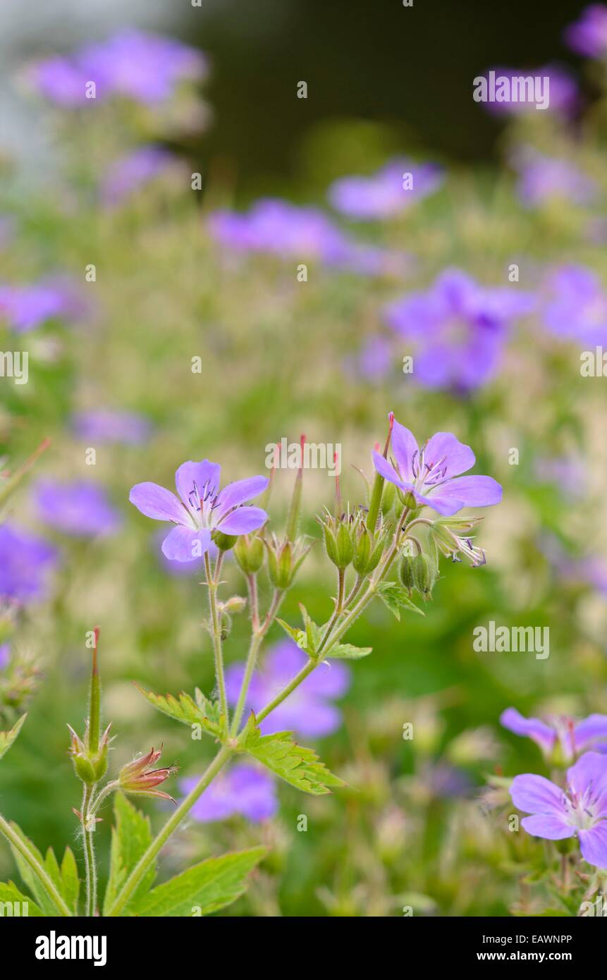 Geranium sylvaticum mayflower hi-res stock photography and images - Alamy