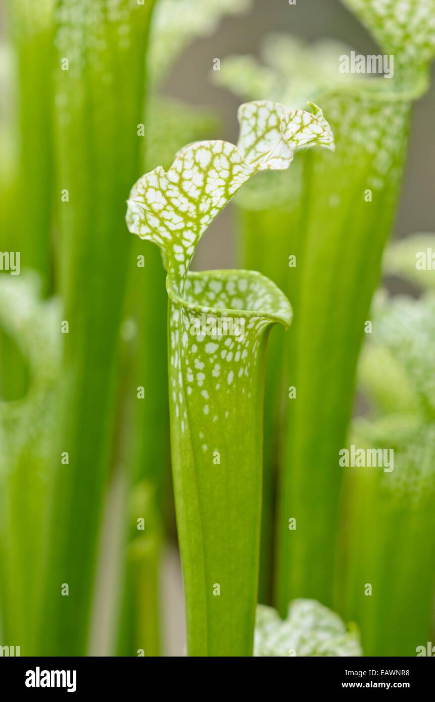 White trumpet pitcher (Sarracenia leucophylla Stock Photo - Alamy