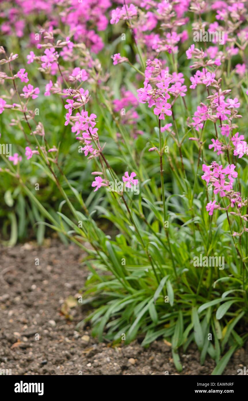 Sticky catchfly (Lychnis viscaria syn. Silene viscaria Stock Photo - Alamy
