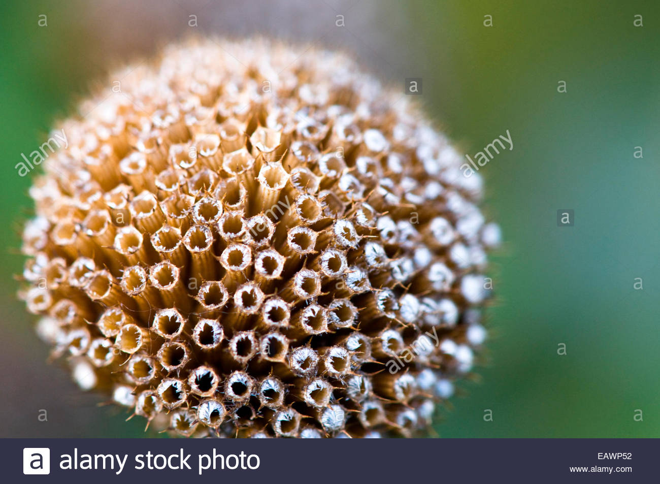Cephalanthus Occidentalis Stock Photos & Cephalanthus Occidentalis ...