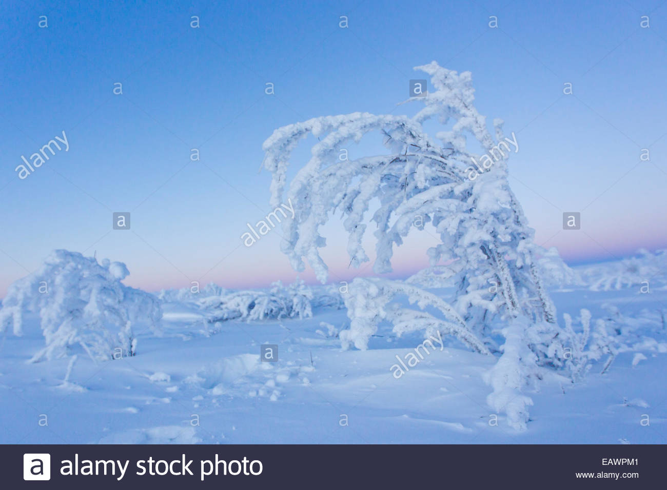 Sub Shrubs Stock Photos & Sub Shrubs Stock Images - Alamy