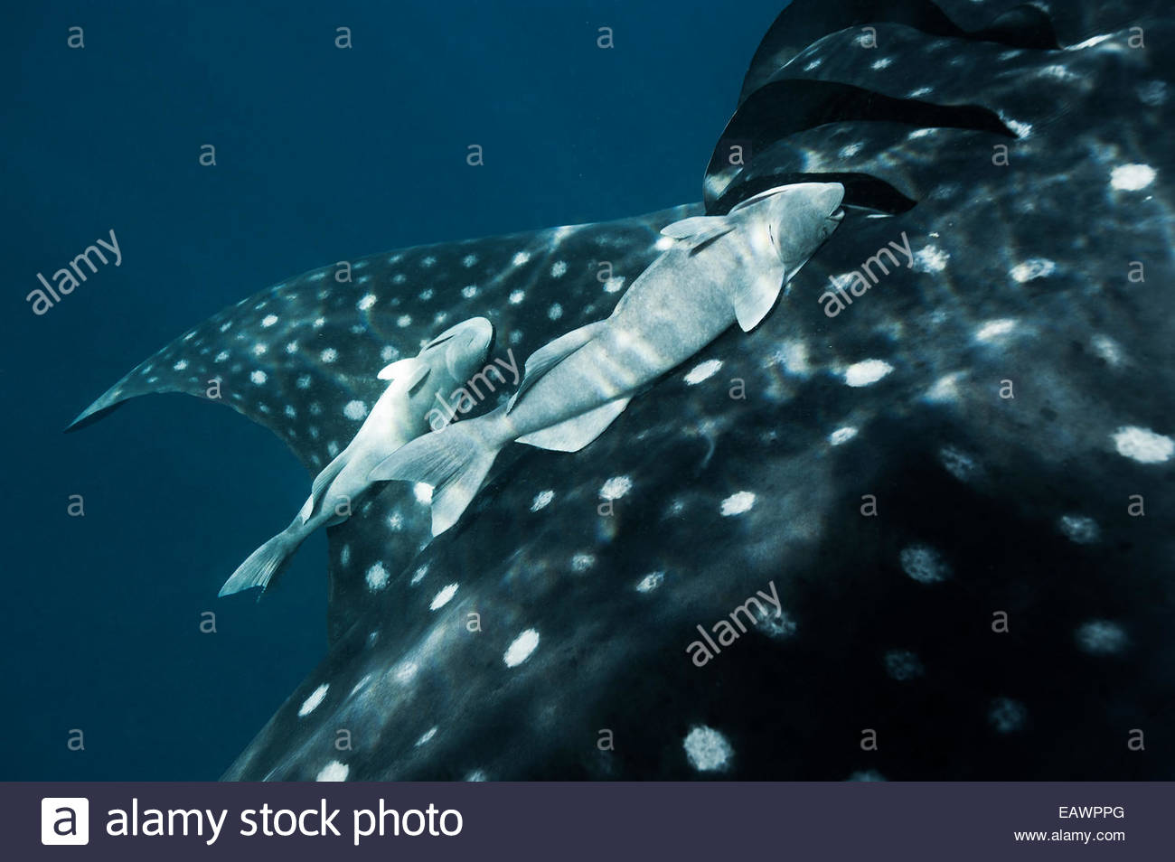 Gill Slits Stock Photos & Gill Slits Stock Images - Alamy