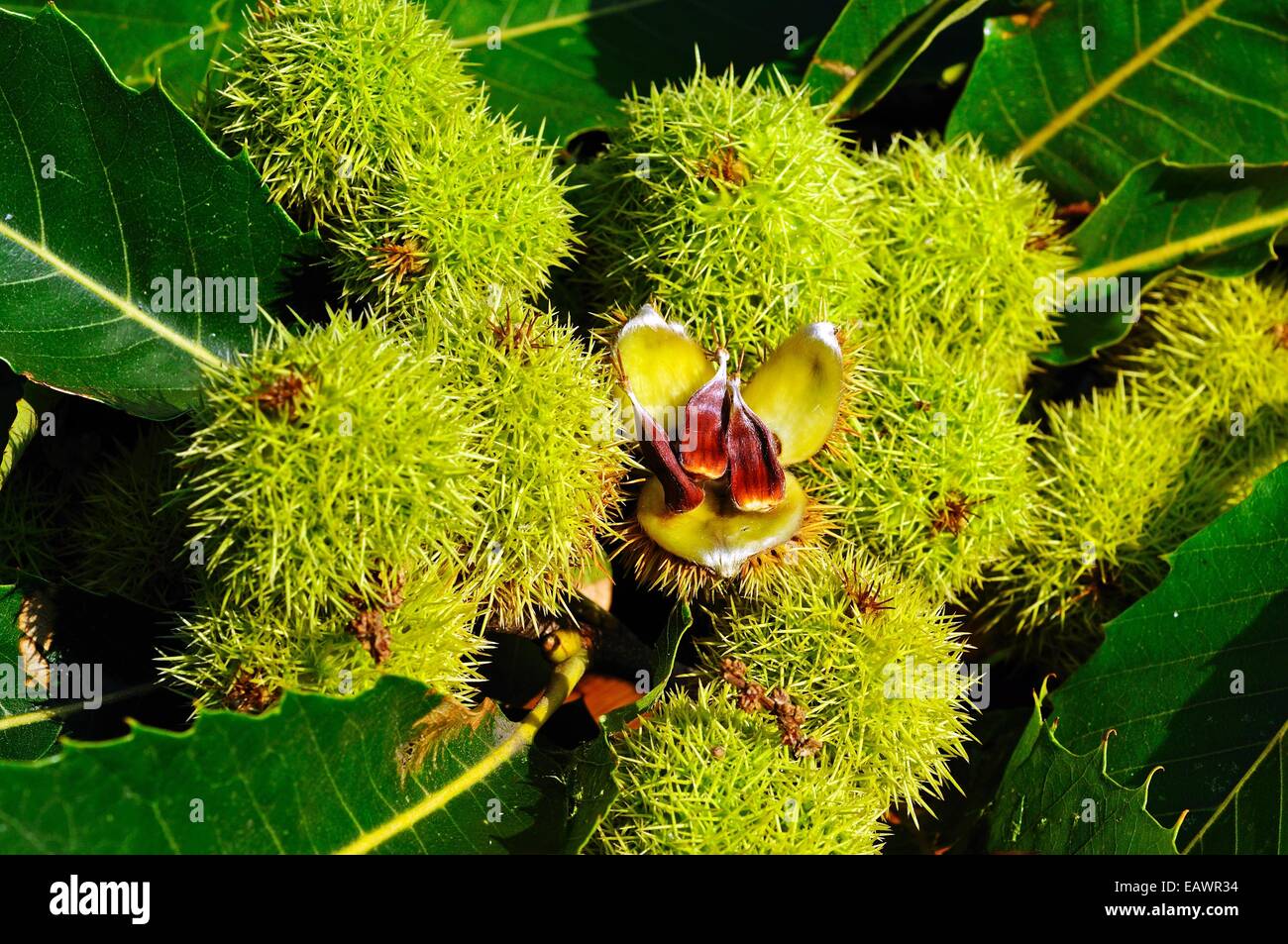 Edible chestnuts in pods growing on the tree, UK Stock Photo - Alamy