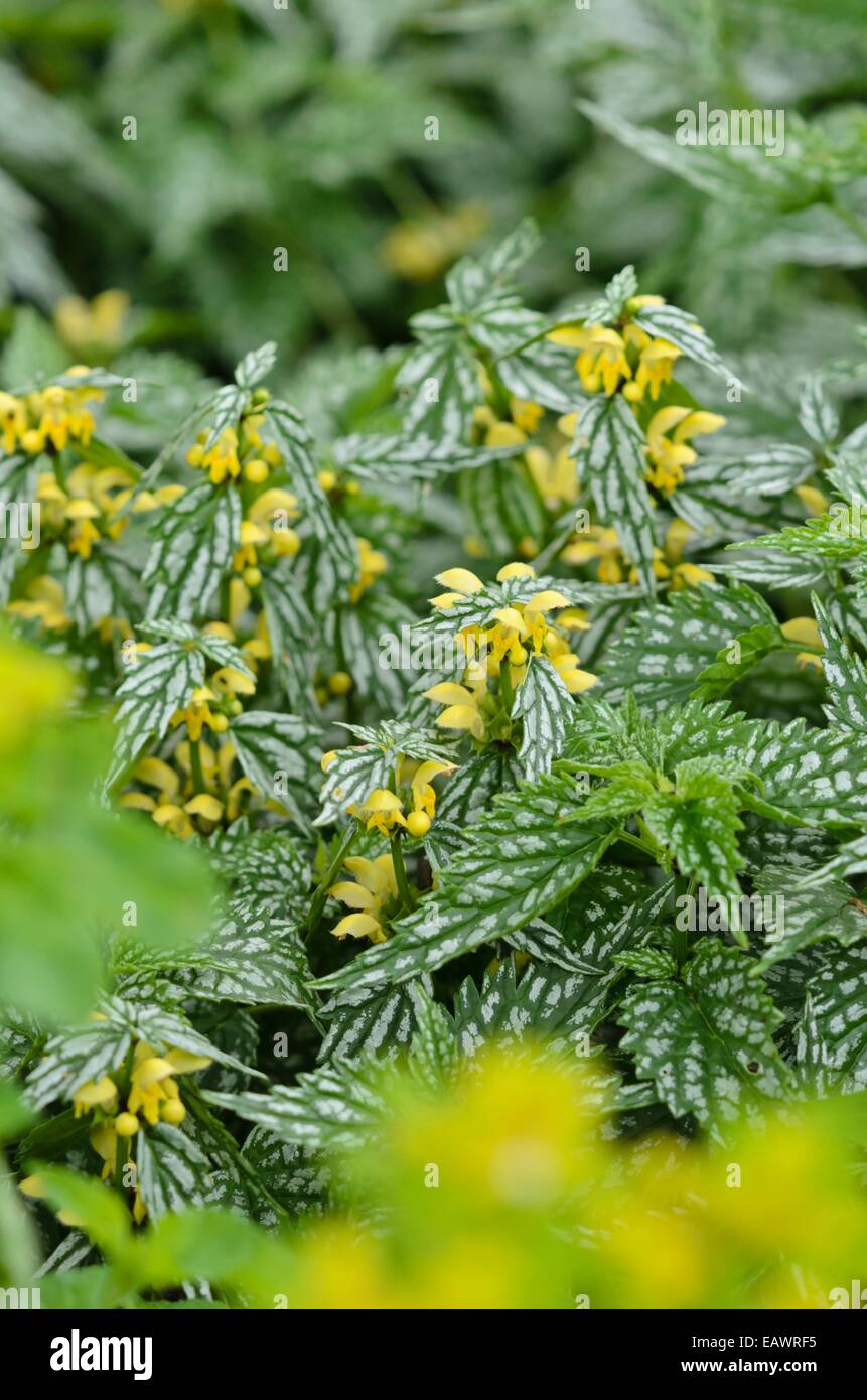 Yellow archangel (Lamium galeobdolon 'Hermann's Pride' syn. Lamiastrum ...