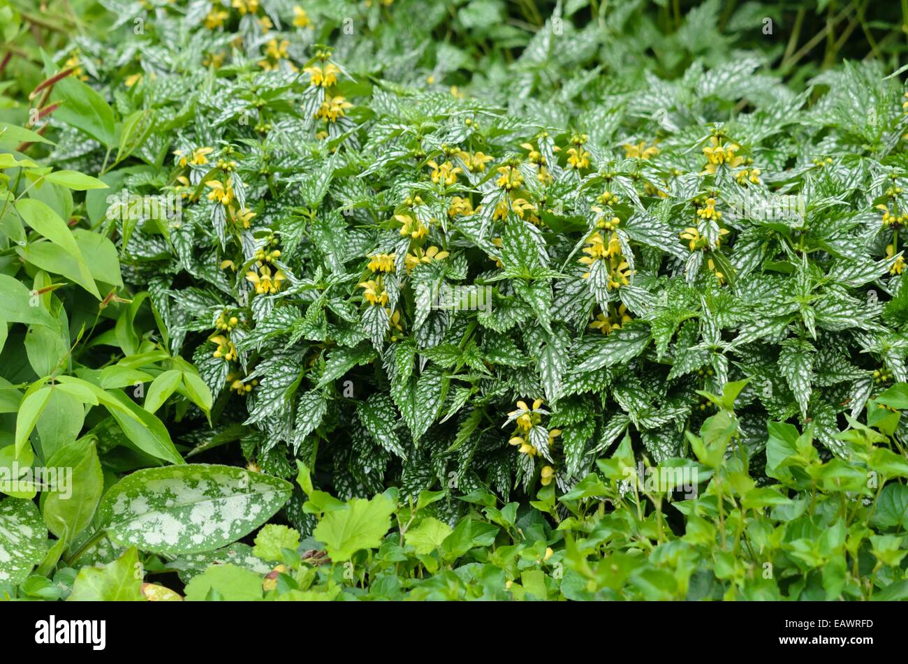 Yellow archangel (Lamium galeobdolon 'Hermann's Pride' syn. Lamiastrum ...