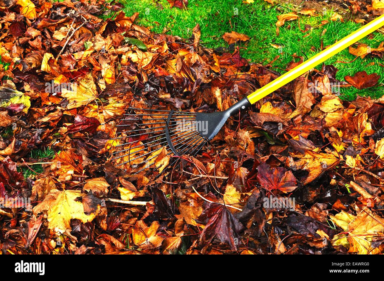 Raking up maple leaves in the Autumn, UK Stock Photo - Alamy