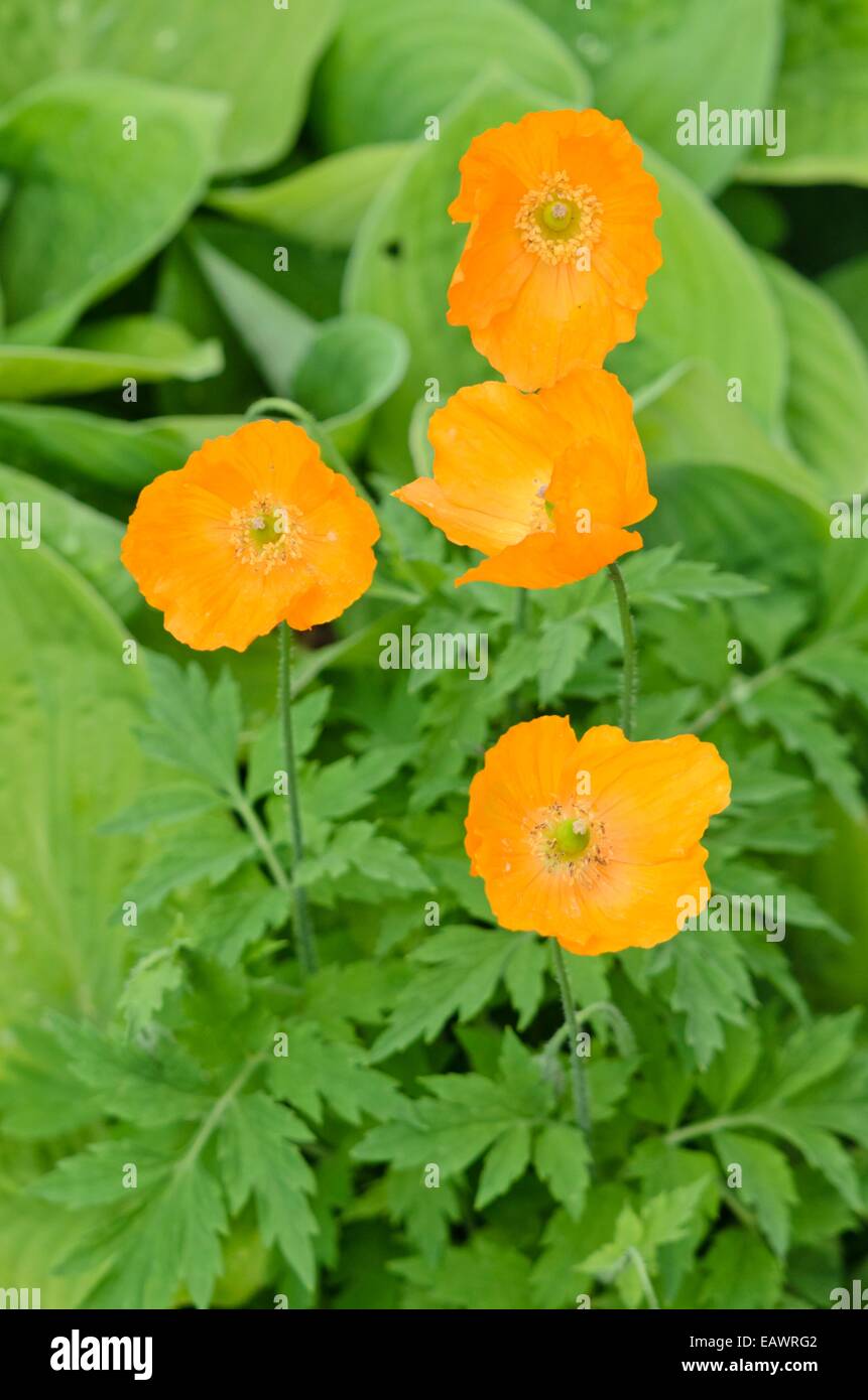 Welsh poppy (Meconopsis cambrica 'Aurantiaca' Stock Photo - Alamy