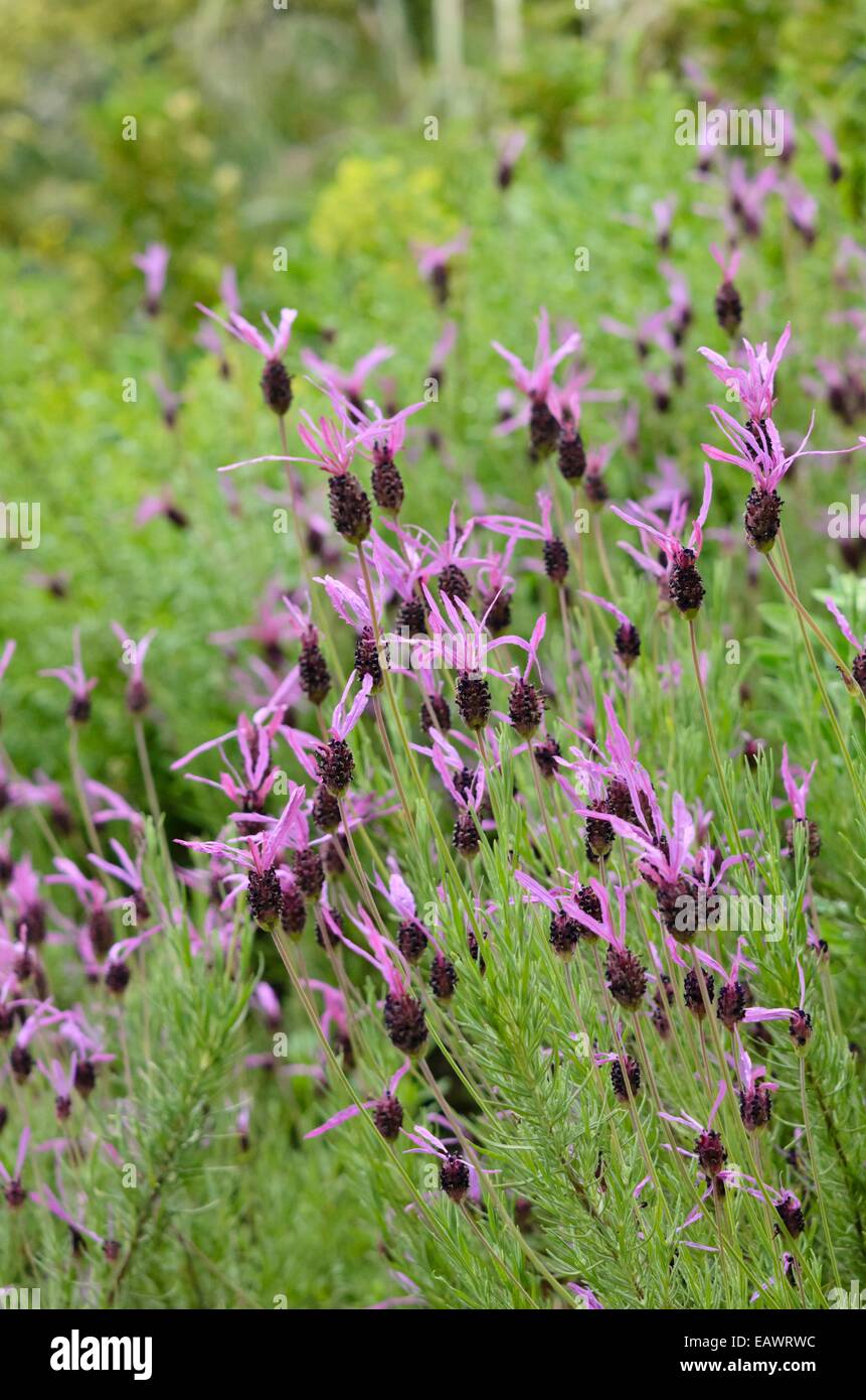 Topped lavender (Lavandula stoechas subsp. pedunculata Stock Photo - Alamy