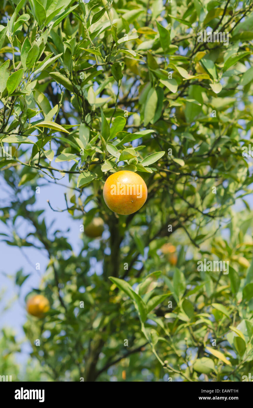 branch orange tree fruits with green leaves in sunlight Stock Photo - Alamy